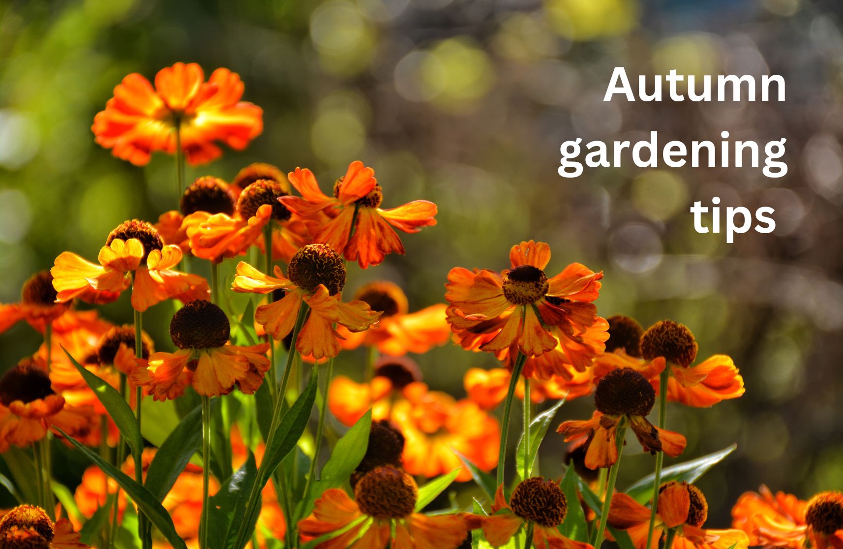 Lifestyle village in Essex | Autumn gardening tips